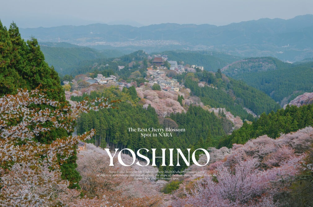 รีวิวญี่ปุ่น :: Visit The Best Cherry Blossom Spot in NARA, Japan! – Mt ...
